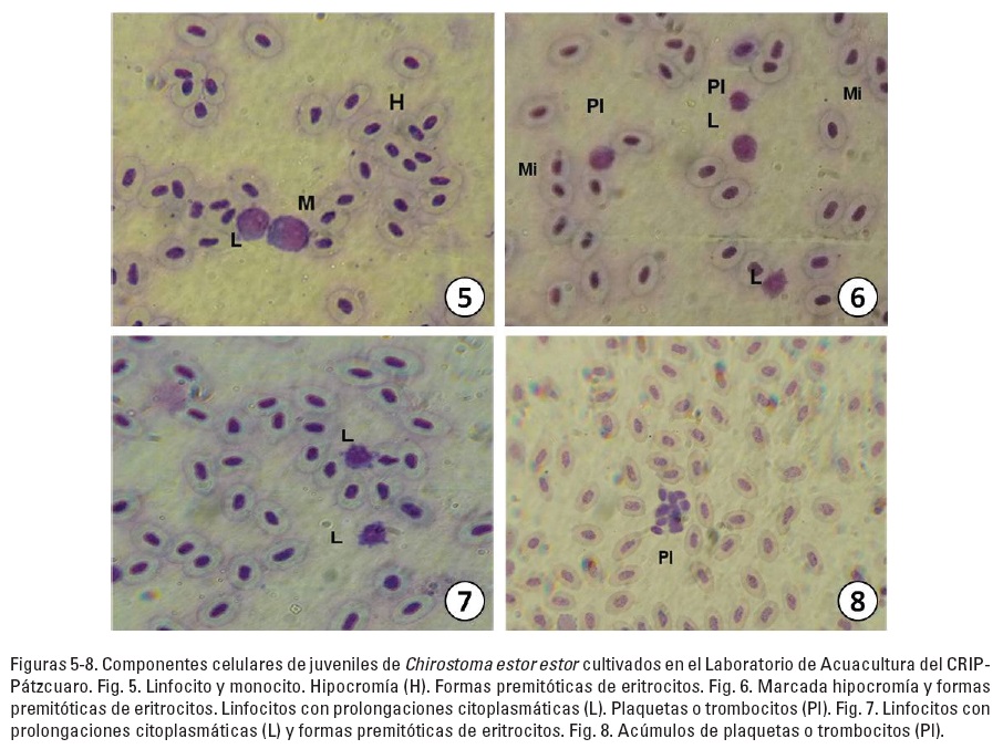 Parámetros hematológicos y células sanguíneas de organismos juveniles ...