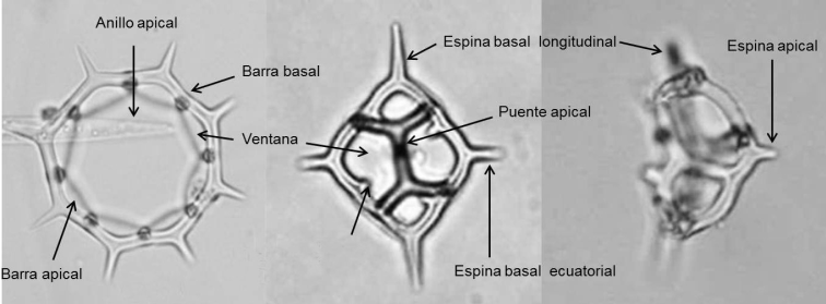 Nuevos registros de silicoflagelados planctónicos (Dictyochophyceae ...