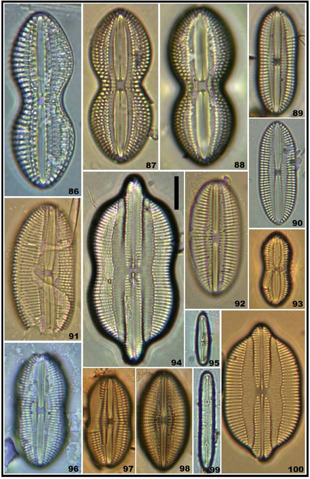 Uncommon species diversity values in epiphytic diatom assemblages of ...