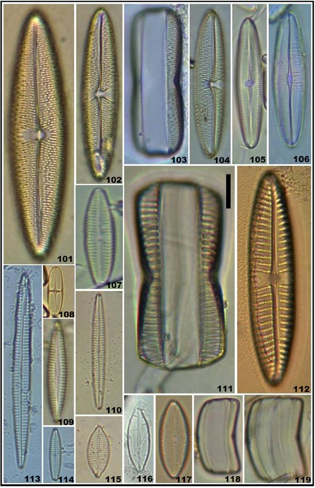 Uncommon species diversity values in epiphytic diatom assemblages of ...