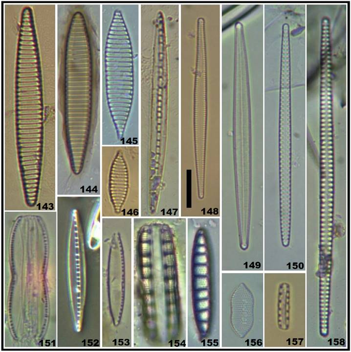 Uncommon species diversity values in epiphytic diatom assemblages of ...