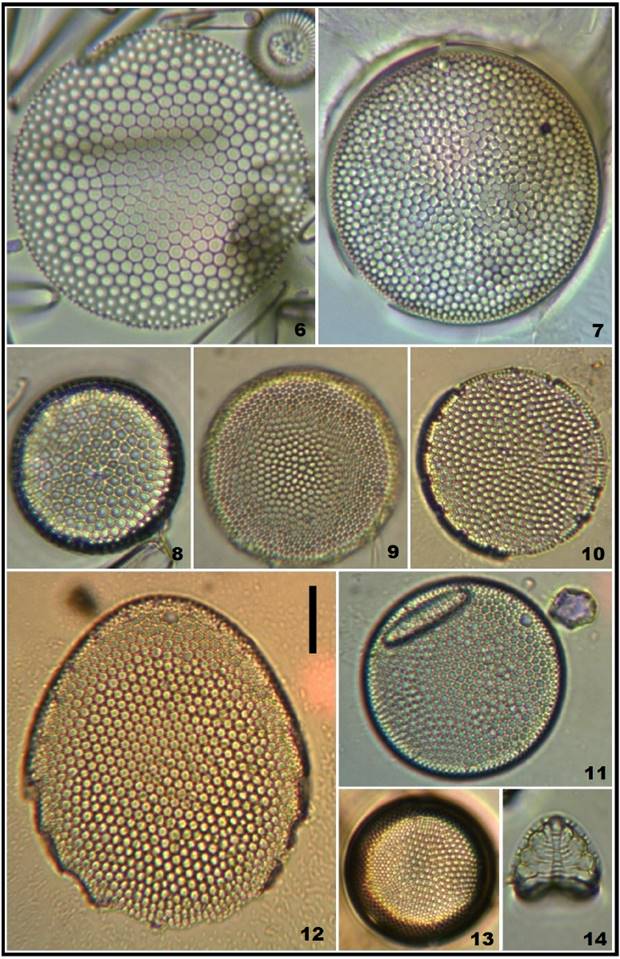Uncommon species diversity values in epiphytic diatom assemblages of ...