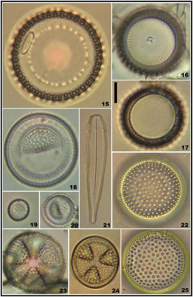 Uncommon species diversity values in epiphytic diatom assemblages of ...