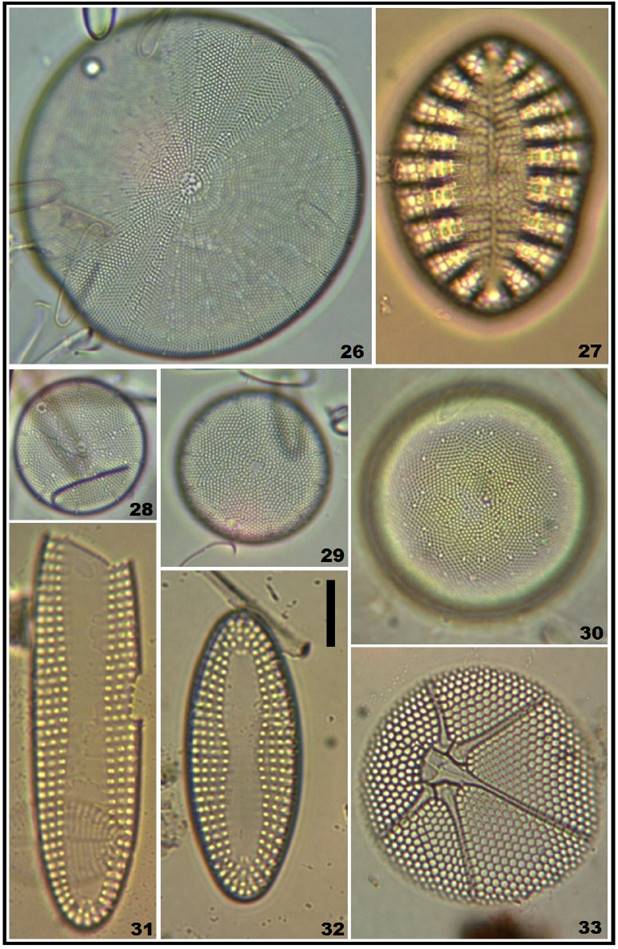 Uncommon species diversity values in epiphytic diatom assemblages of ...
