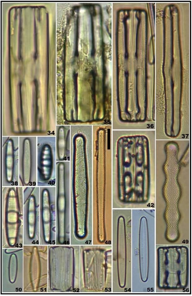 Uncommon species diversity values in epiphytic diatom assemblages of ...