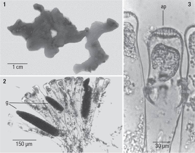 Codium (Chlorophyta) species presented in the Galápagos Islands