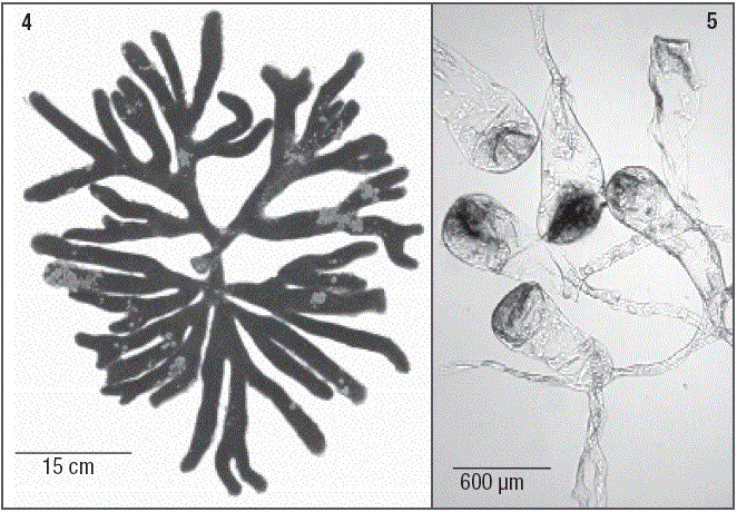 Codium (Chlorophyta) species presented in the Galápagos Islands