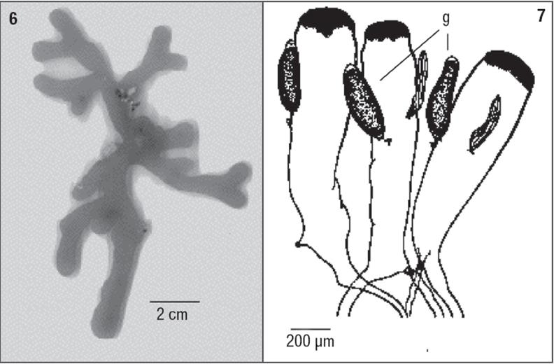 Codium (Chlorophyta) species presented in the Galápagos Islands
