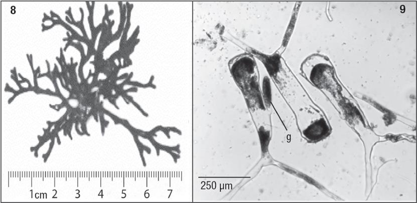 Codium (Chlorophyta) species presented in the Galápagos Islands