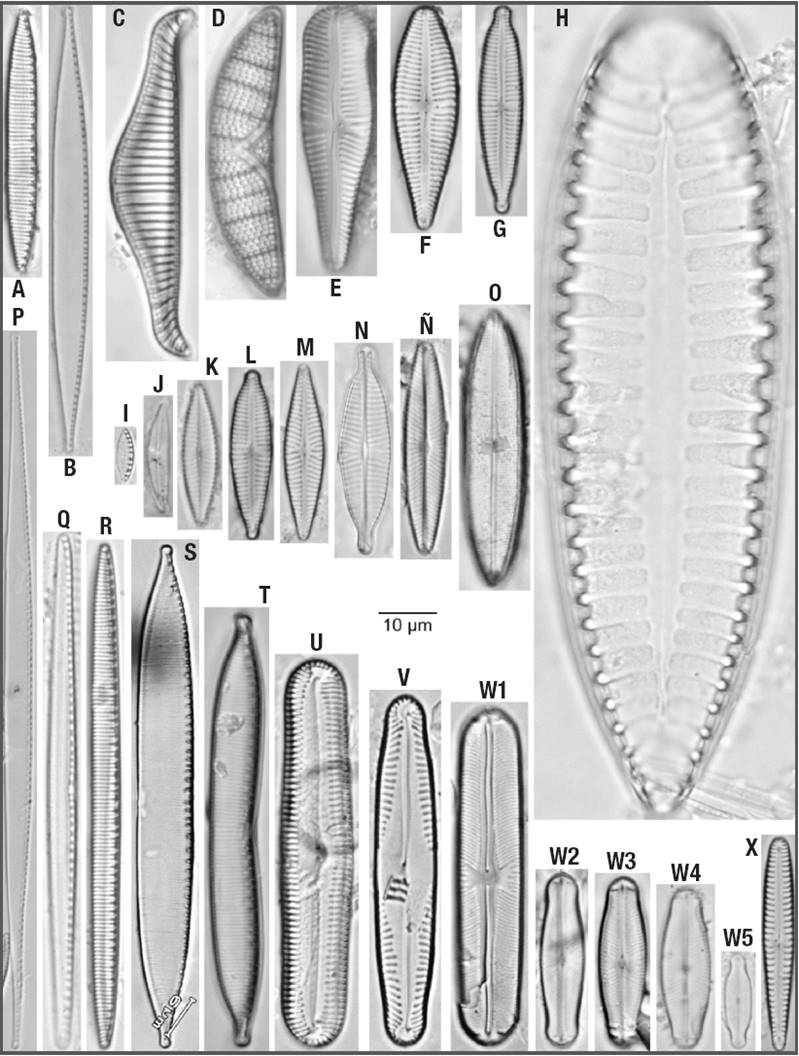 Diatomeas perifíticas del lago de Pátzcuaro, Michoacán, México
