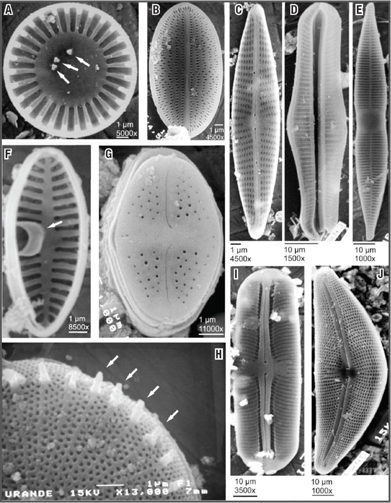Diatomeas perifíticas del lago de Pátzcuaro, Michoacán, México