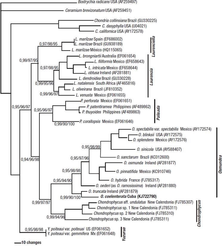 Morphological and molecular evidence for Osmundea coelenterata comb ...
