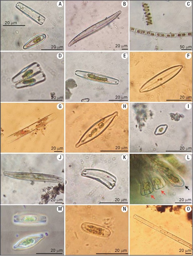 Benthic diatoms on fluvial tufas of the Mesa River, Iberian Range, Spain