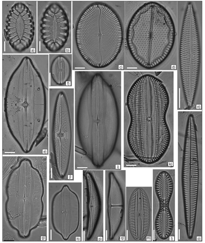 Species composition and assemblage structure of microfouling diatoms ...