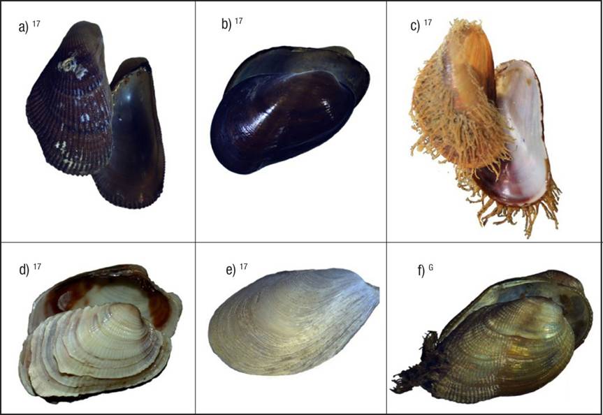 La clase Bivalvia en sitios rocosos de las Regiones Marinas ...