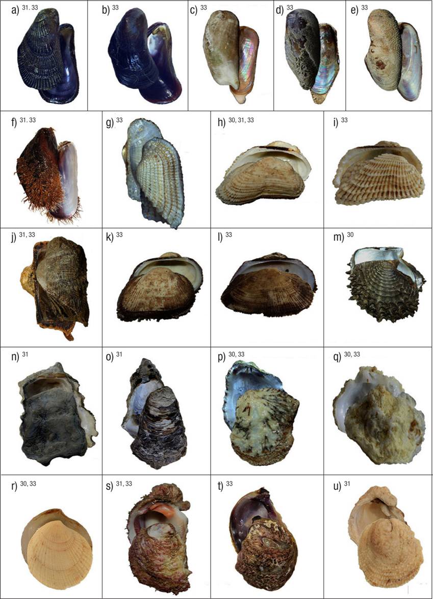 La clase Bivalvia en sitios rocosos de las Regiones Marinas ...