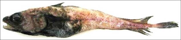 New bathymetric record for the fish bighead mora, Laemonema verecundum ...