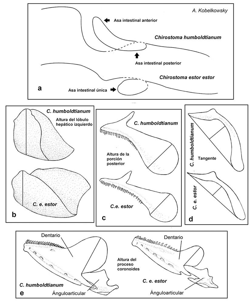Anatomía del sistema digestivo del pescado blanco Chirostoma ...