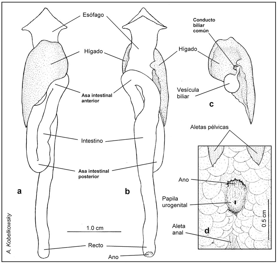Anatomía del sistema digestivo del pescado blanco Chirostoma ...