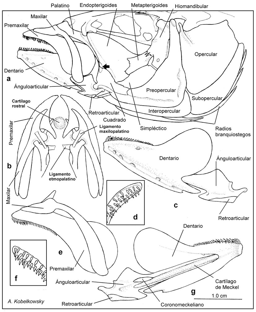 Anatomía del sistema digestivo del pescado blanco Chirostoma ...