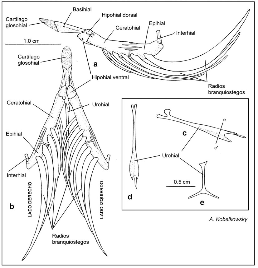 Anatomía del sistema digestivo del pescado blanco Chirostoma ...