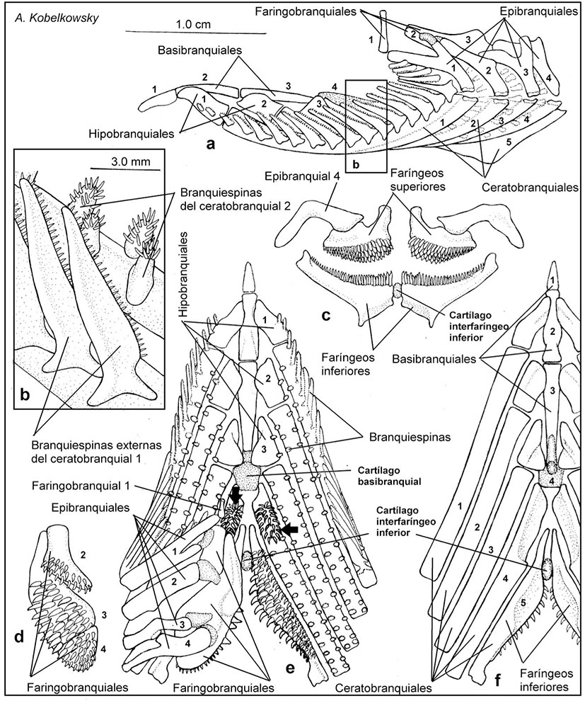 Anatomía del sistema digestivo del pescado blanco Chirostoma ...