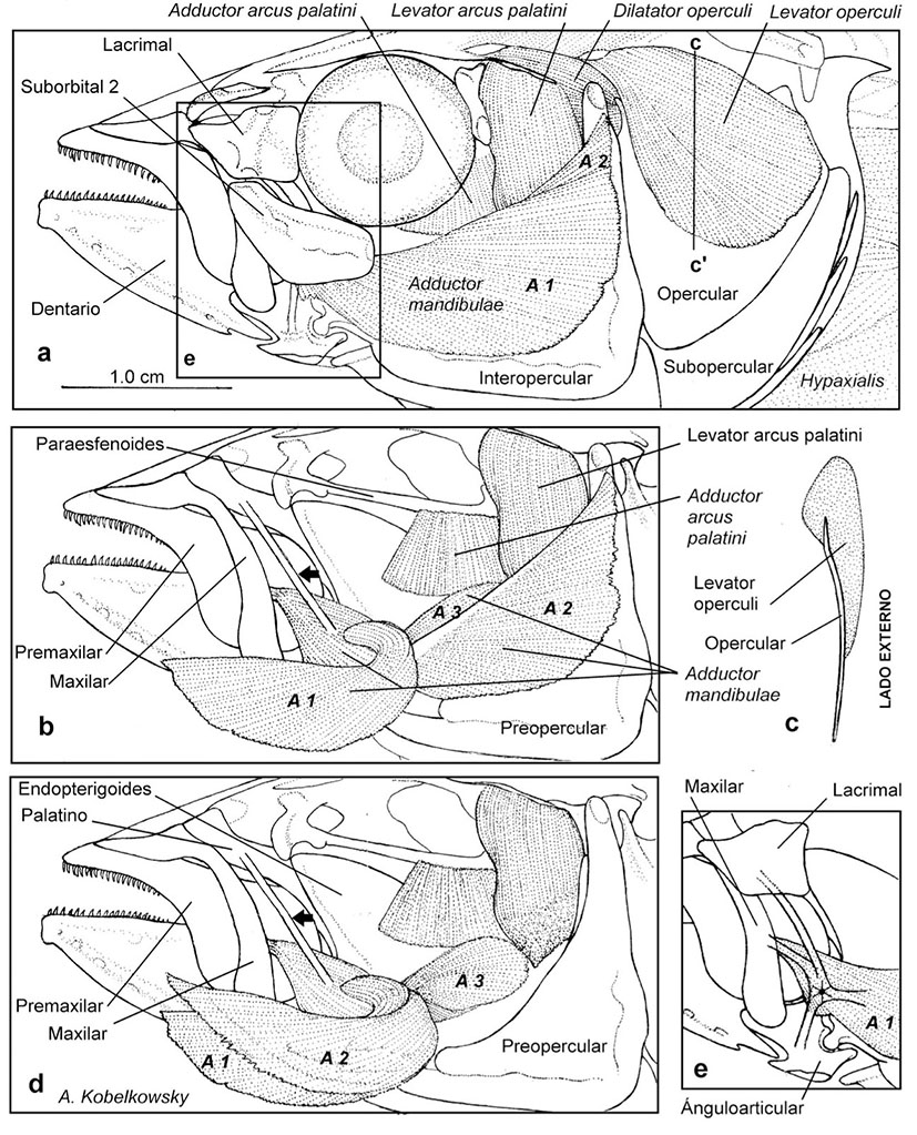 Anatomía del sistema digestivo del pescado blanco Chirostoma ...