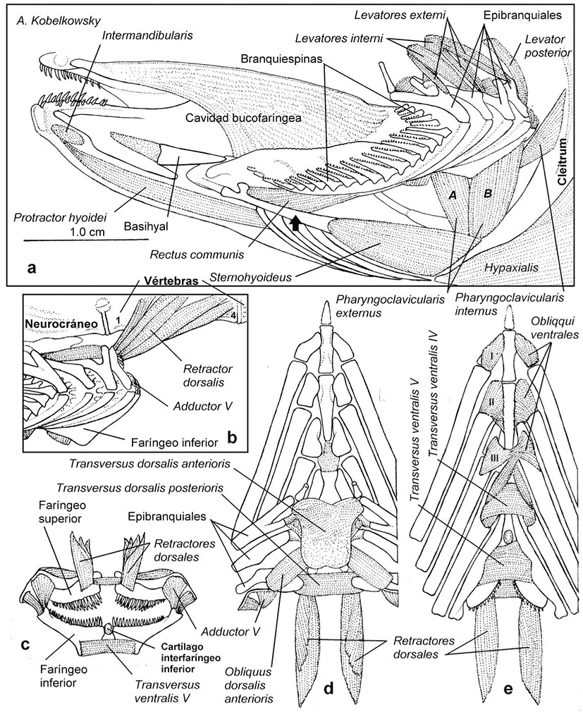 Anatomía del sistema digestivo del pescado blanco Chirostoma ...