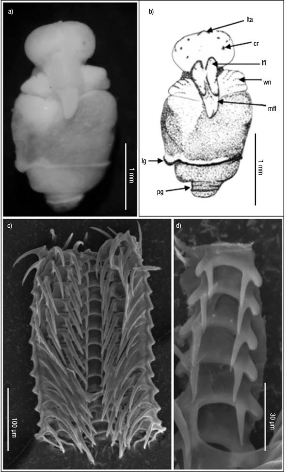 Two new species of gymnosomatous pteropods from the Gulf of California ...