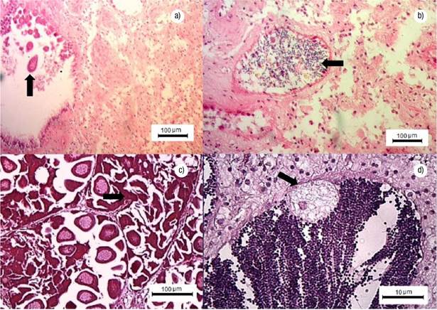 Reproductive cycle of two Modiolus capax (Bivalvia: Mytilidae) beds at ...