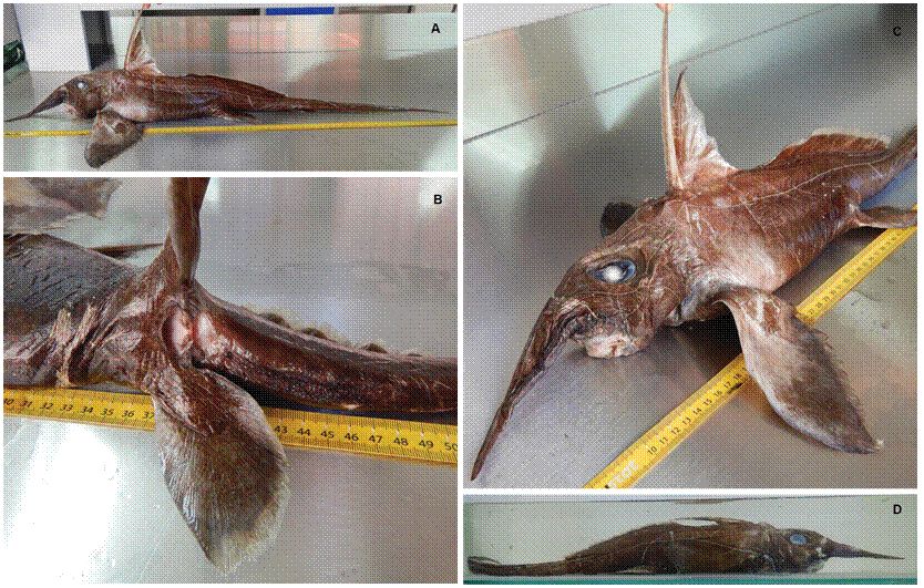 Segundo reporte de la quimera Harriotta raleighana (Chondrichthyes: Rhinochimaeridae) en Bahía ...