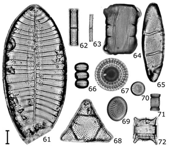 Composición de especies de diatomeas en la dieta in situ del ostión de ...