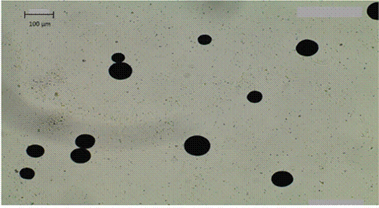 Prevalencia de Perkinsus sp. (Apicomplexa) en la almeja chocolata ...