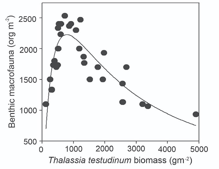 Benthic macrofauna, at Class level, in a tropical seagrass meadow ...