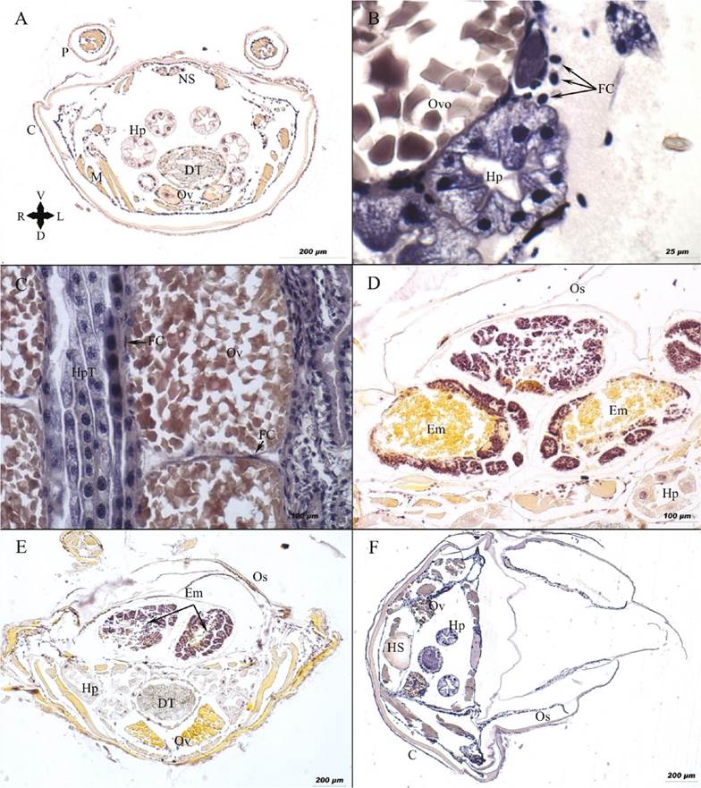 Gonadal histology of Erichsonella attenuata (Isopoda: Valvifera: Idoteidae)