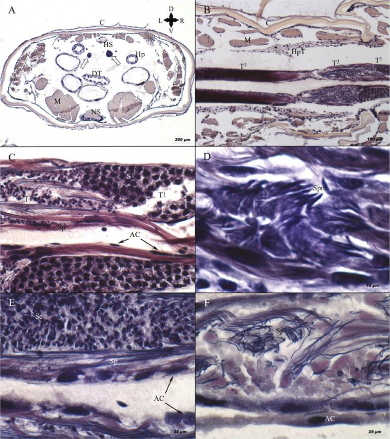 Gonadal histology of Erichsonella attenuata (Isopoda: Valvifera: Idoteidae)