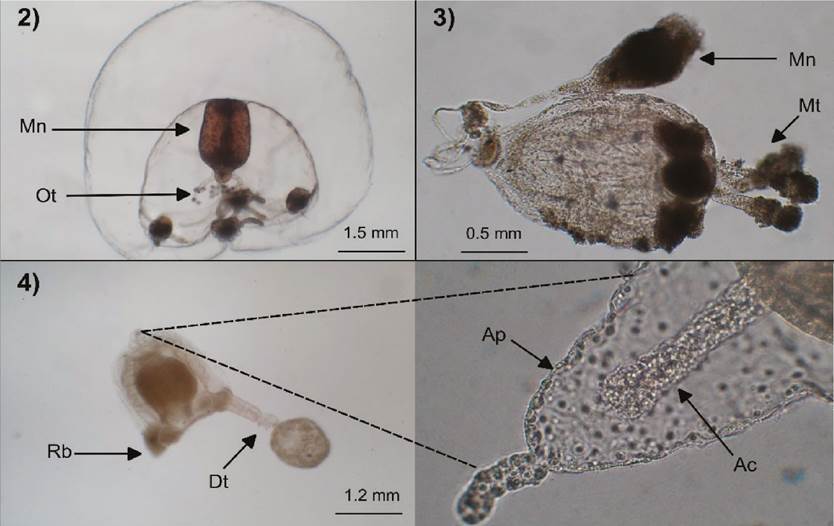 Hydromedusae (Cnidaria: Hydrozoa) from the coastal lagoon of Bocas de ...