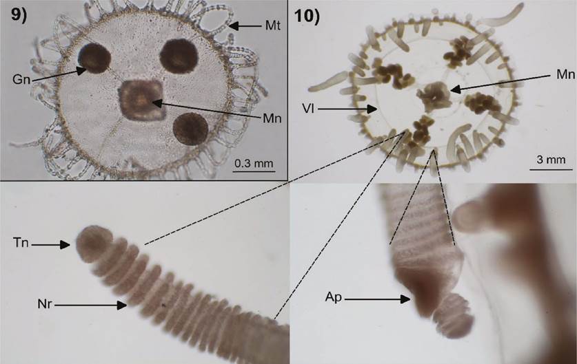Hydromedusae (Cnidaria: Hydrozoa) from the coastal lagoon of Bocas de ...
