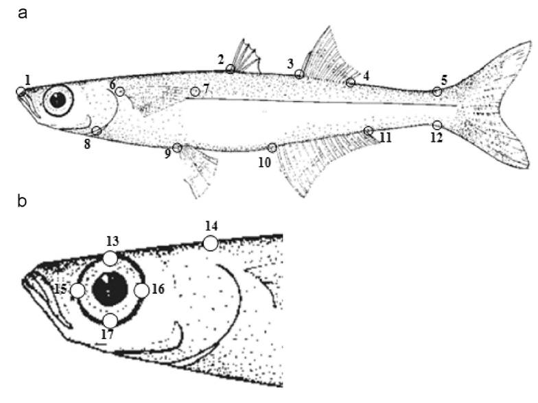 Morphometric differentiation of the genera Poblana, Chirostoma and Menidia (Osteichthyes ...