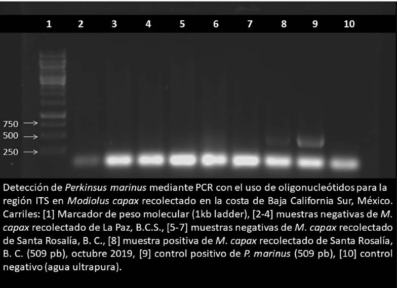 Detección de Perkinsus marinus en una población silvestre del mejillón ...