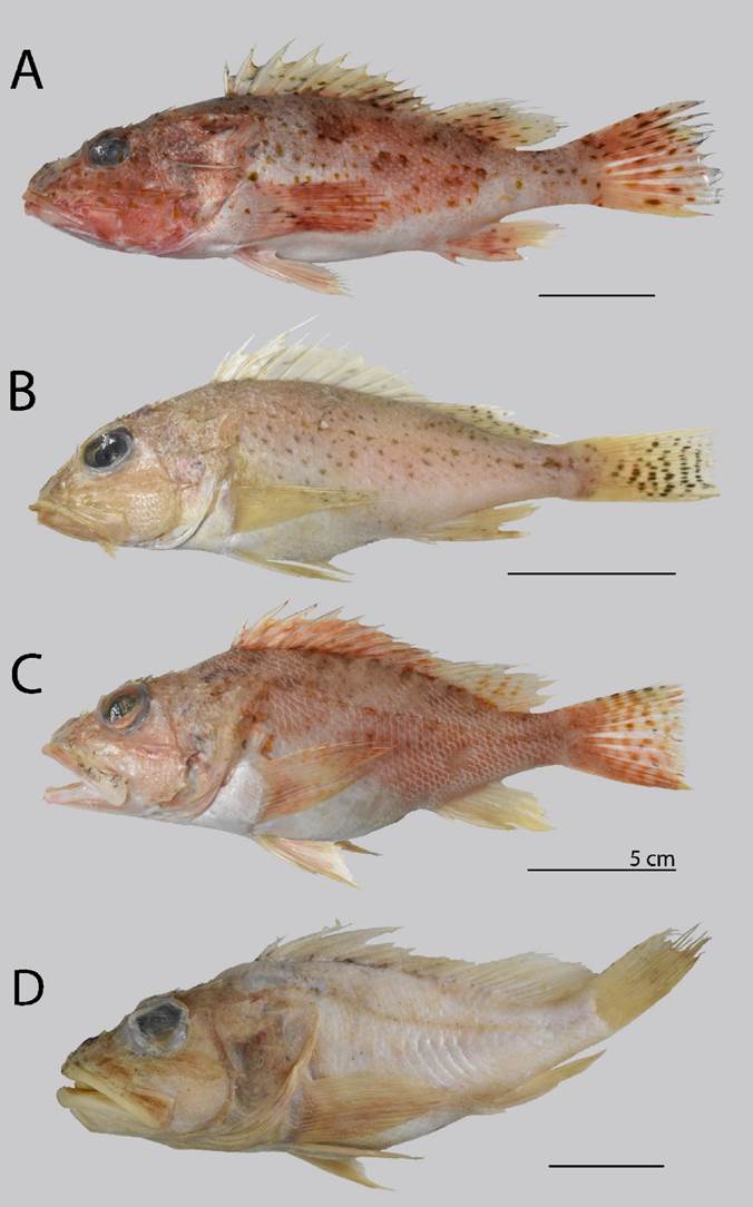 Registro más austral y tamaño récord del Lapón aleta alta, Pontinus ...