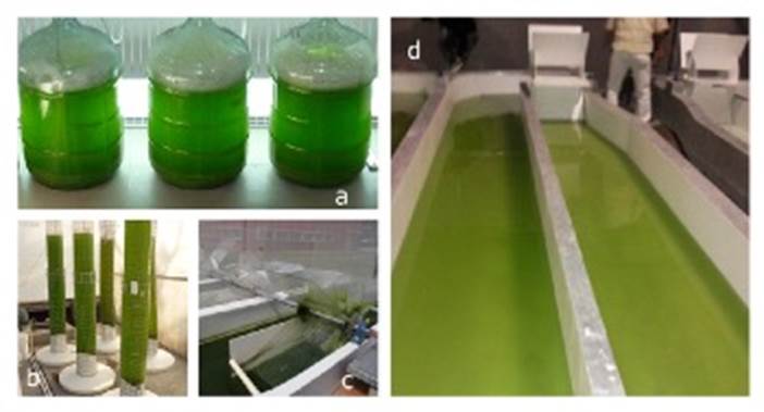 Uso potencial de algunas especies de microalgas y cianobacterias como ...