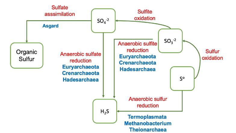 Diversity of archaea in tropical and subtropical estuarine-lagoon ...