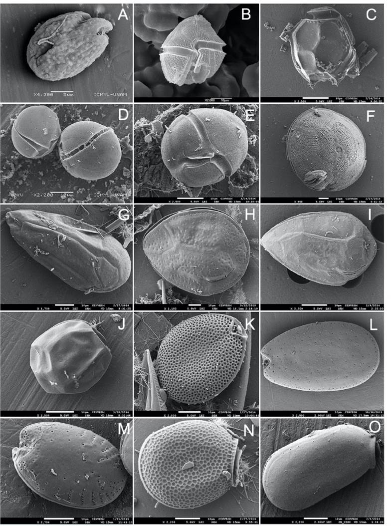 A review on marine benthic dinoflagellates in Mexico