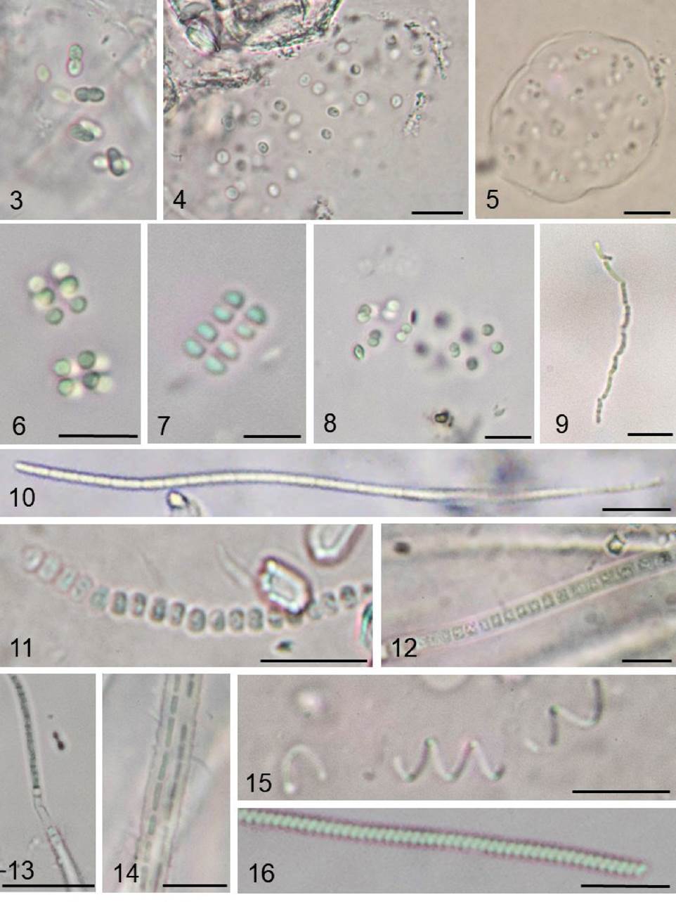 Ficoflorística de cianobacterias en Laguna Chichancanab, Quintana Roo ...