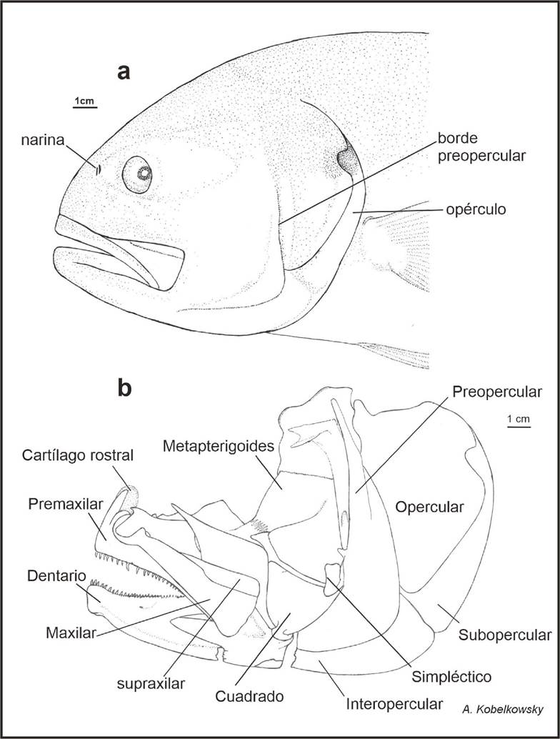 Anatomía de la cavidad bucofaríngea del “jurel” Caranx hippos (Linnaeus ...