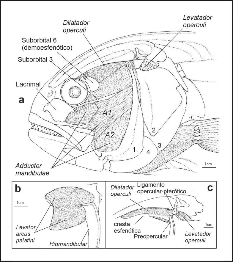 Anatomía de la cavidad bucofaríngea del “jurel” Caranx hippos (Linnaeus ...