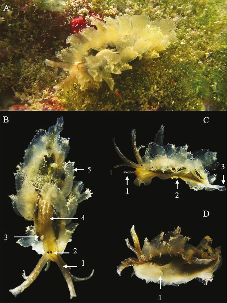 Updated list and new records of sea slugs (Gastropoda: Heterobranchia ...