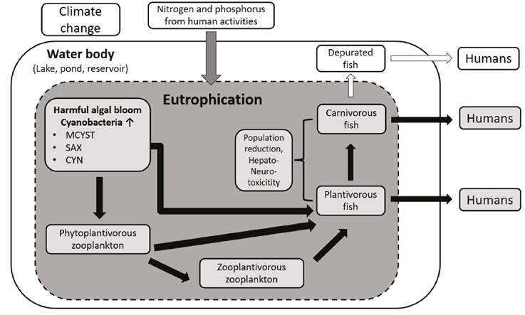 Cyanotoxins bioaccumulation in freshwater ecosystems in Latin America ...