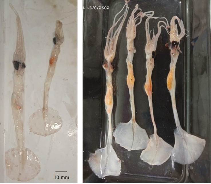 Presencia de juveniles y adultos del calamar de “cristal” Leachia ...